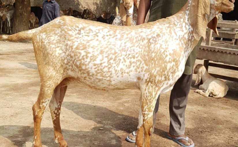 Pakistan Goat Competitions - Goat Journal